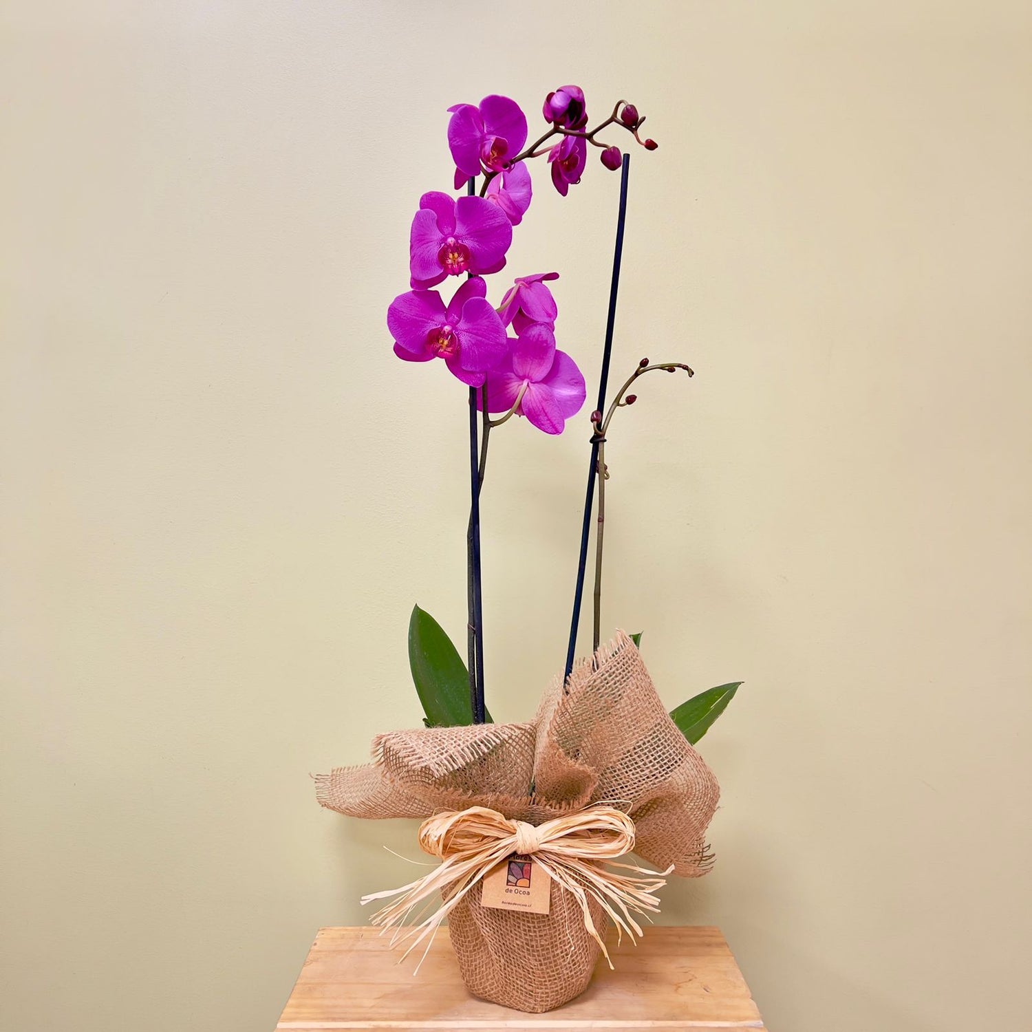 Flores Naturales | Despacho RM | Flores de ocoa